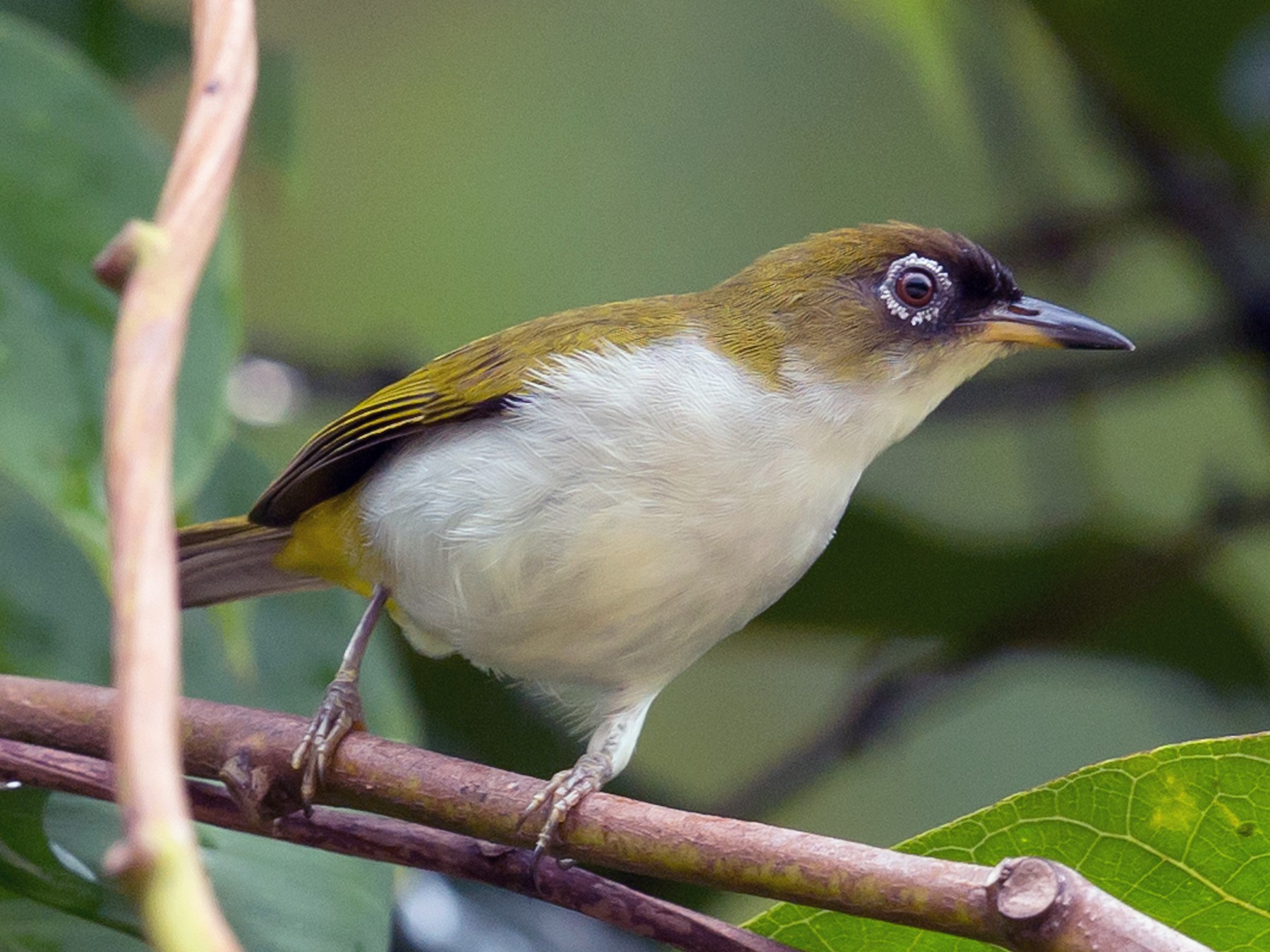 Zostérops à gorge crème - eBird