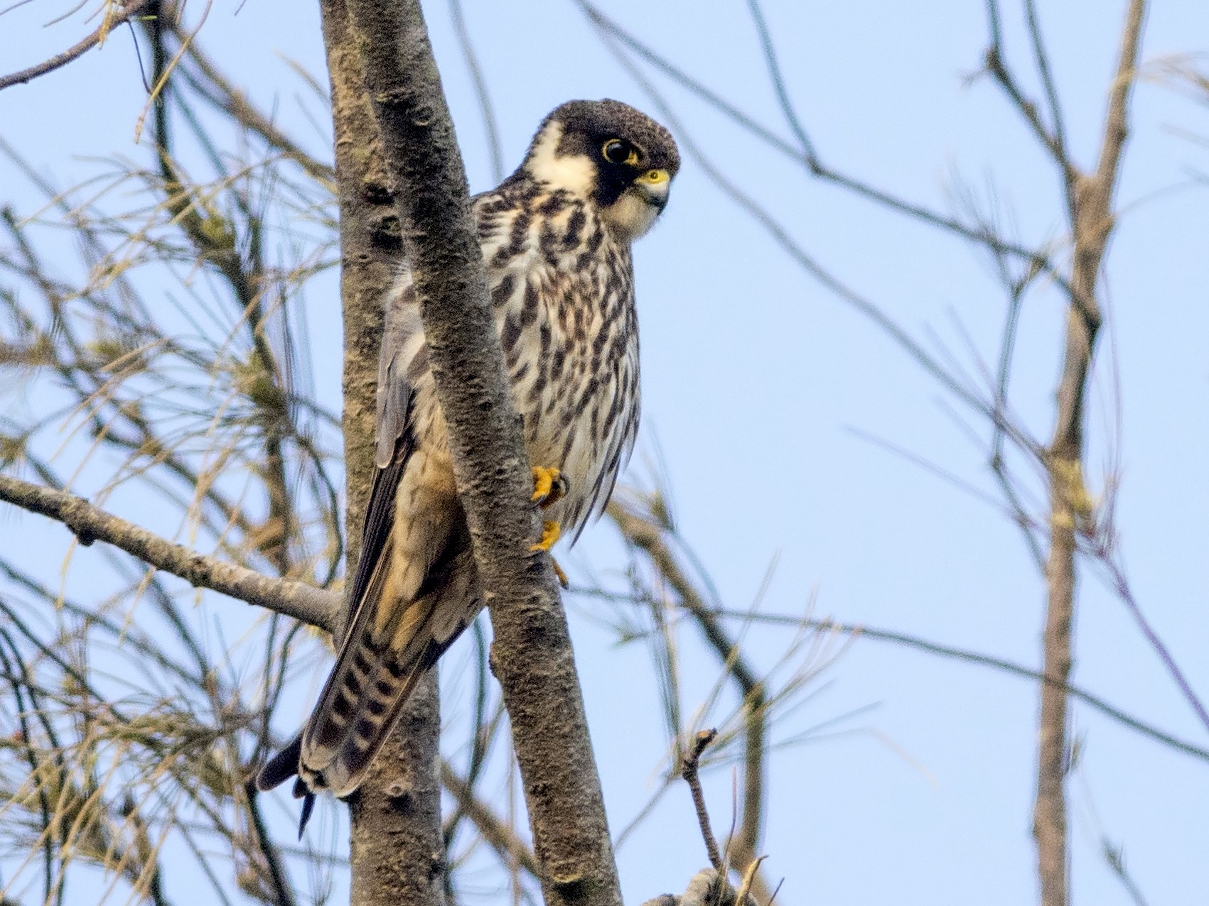 Eurasian Hobby - eBird