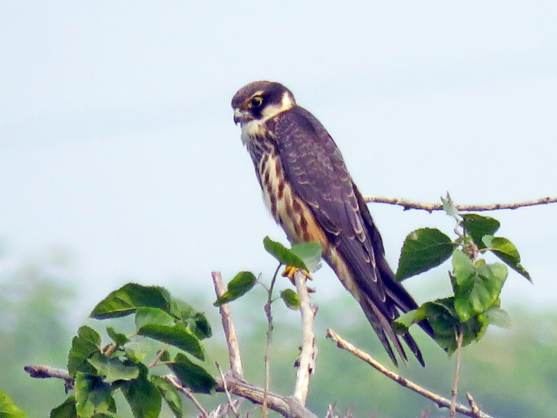 Eurasian Hobby - eBird