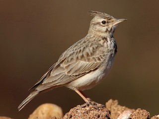 Crested Lark - eBird