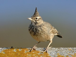 Crested Lark - eBird
