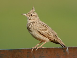 Crested Lark - eBird