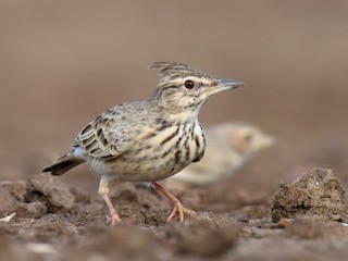 Crested Lark - eBird