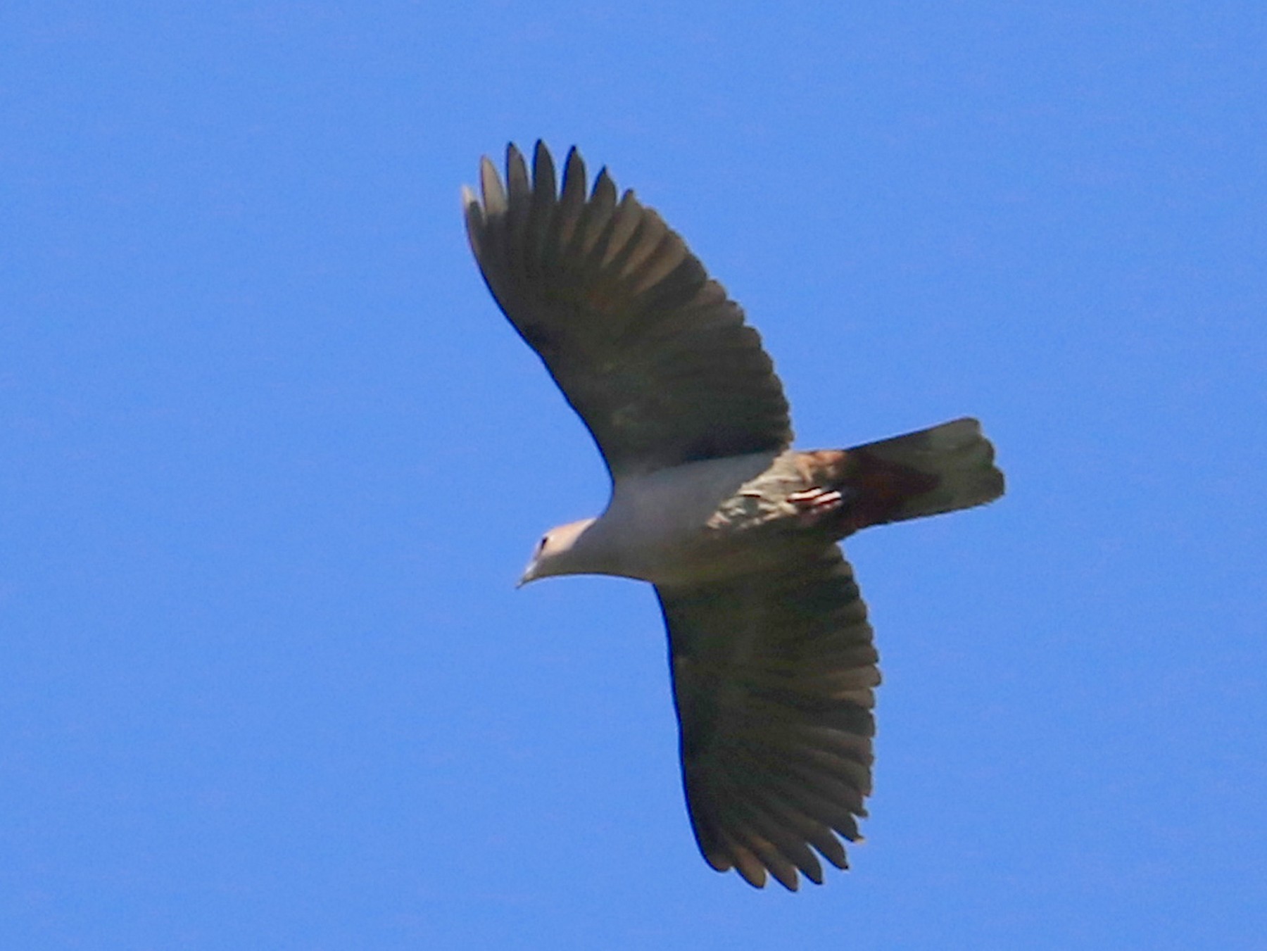Dark-backed Imperial-Pigeon - eBird