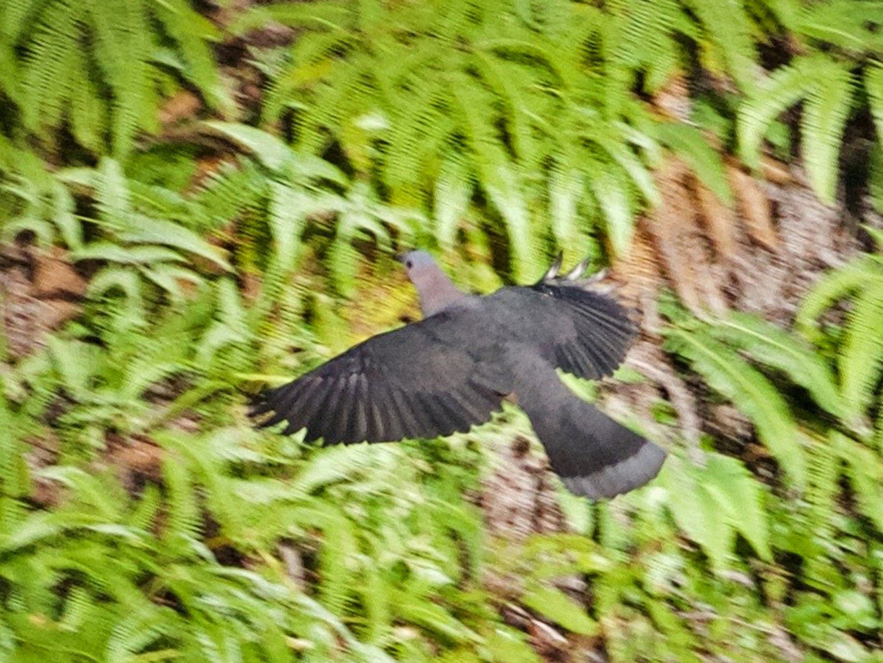 Dark-backed Imperial-Pigeon - eBird