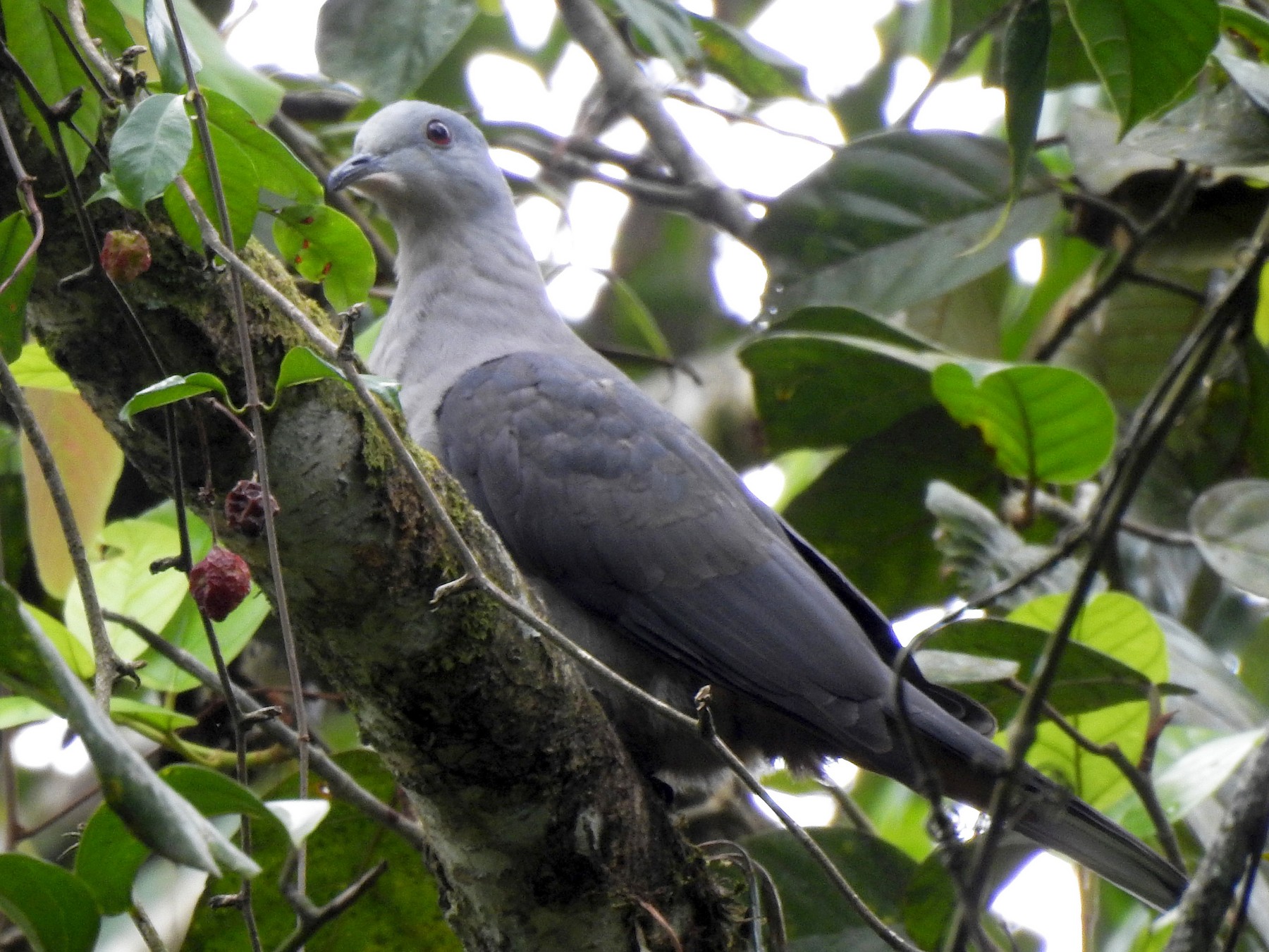 Dark-backed Imperial-Pigeon - eBird