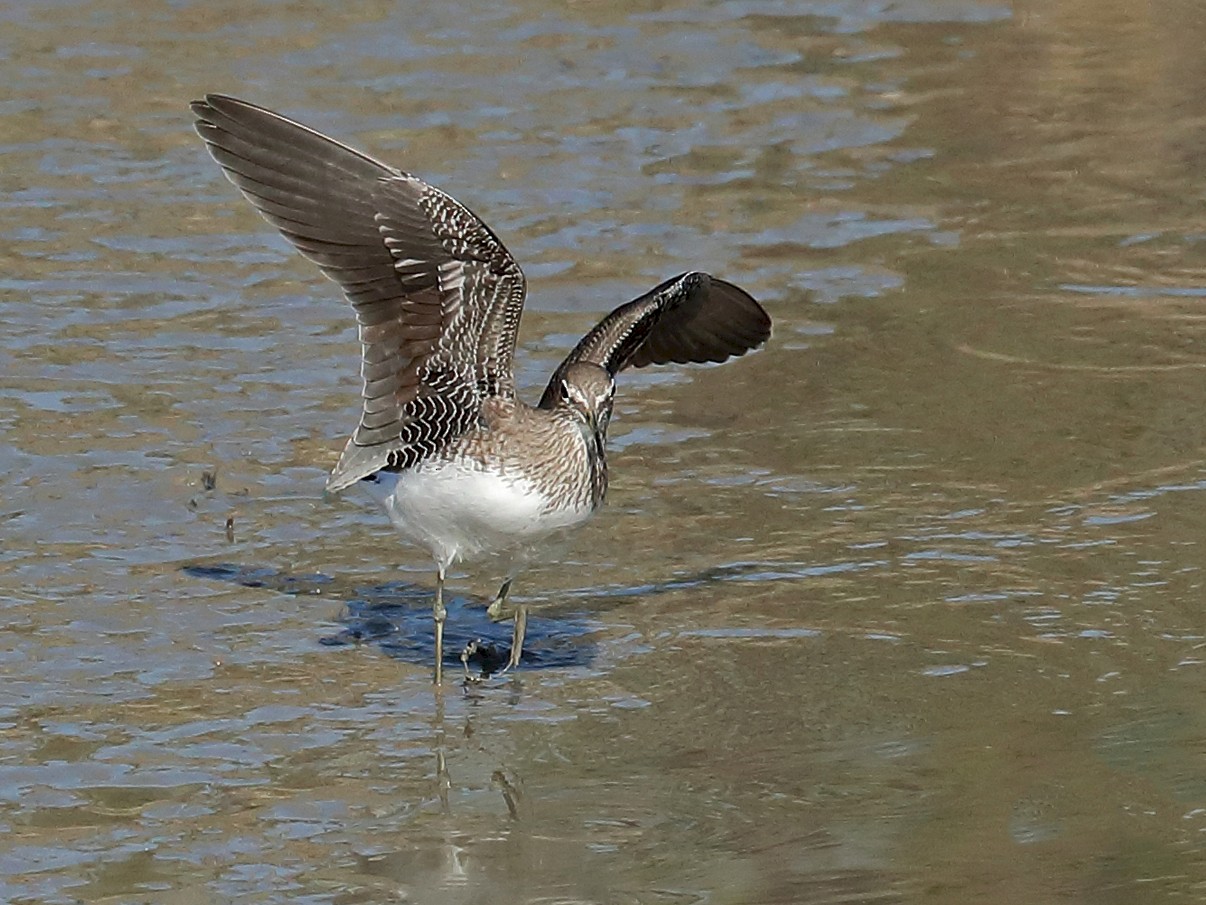 Green Sandpiper - eBird