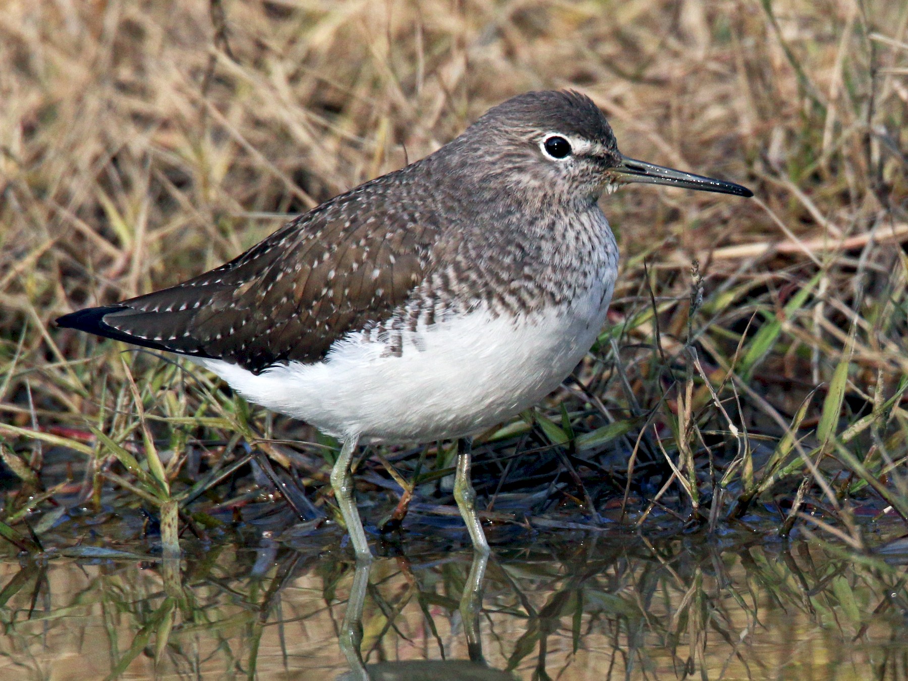 Green Sandpiper - eBird