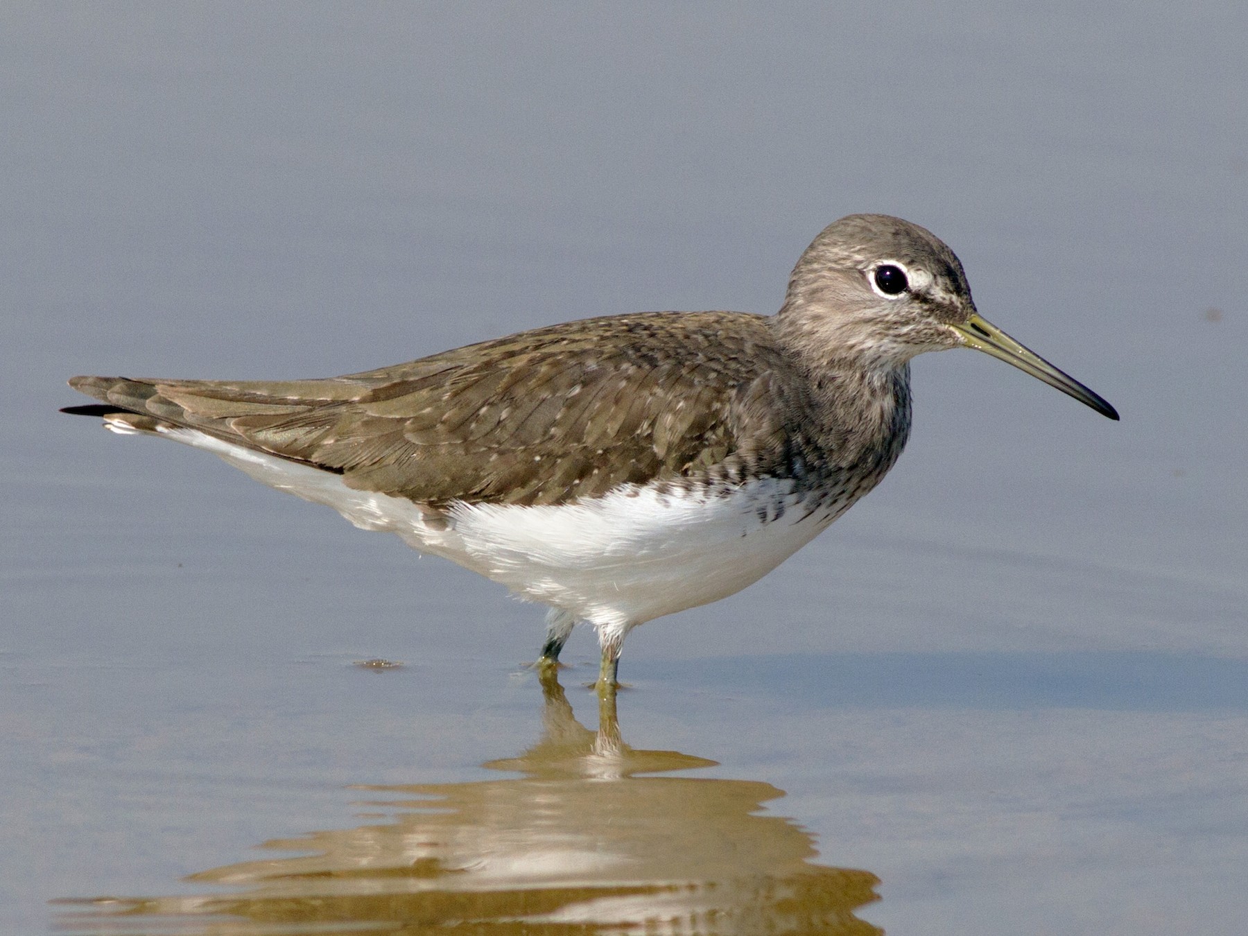 Green Sandpiper - eBird