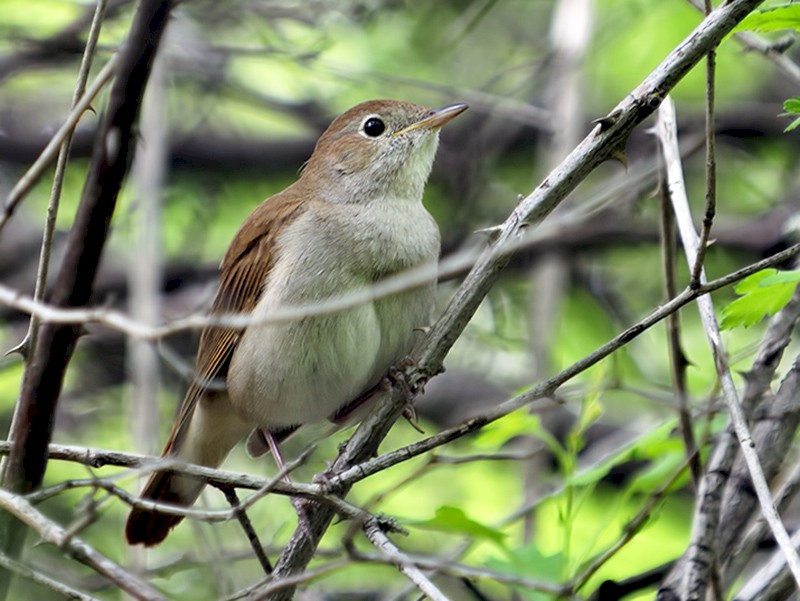 Common Nightingale - eBird