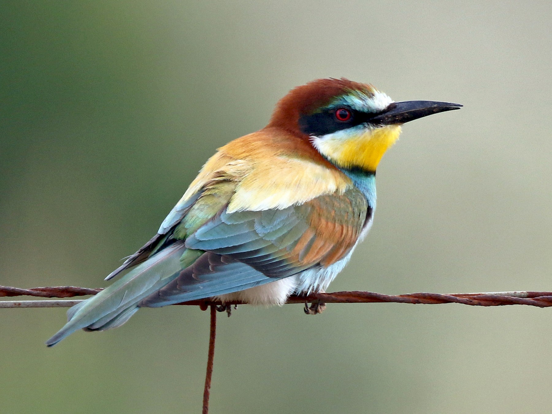 European Bee-eater - eBird