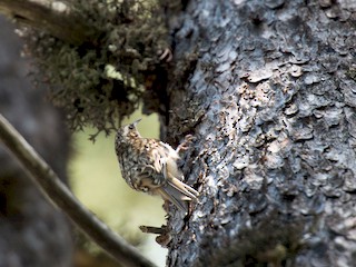 Eurasian Treecreeper - eBird