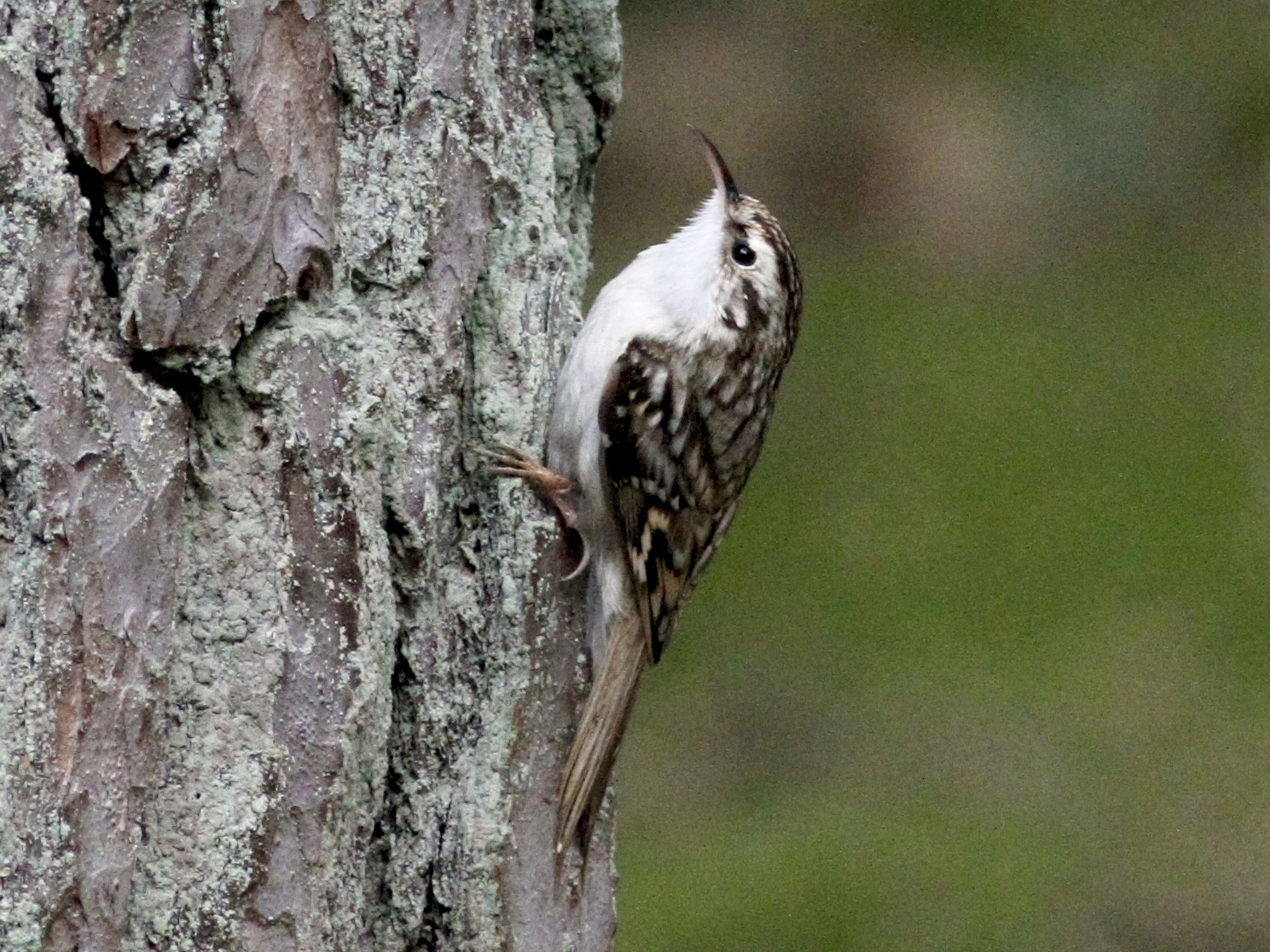 Eurasian Treecreeper - eBird