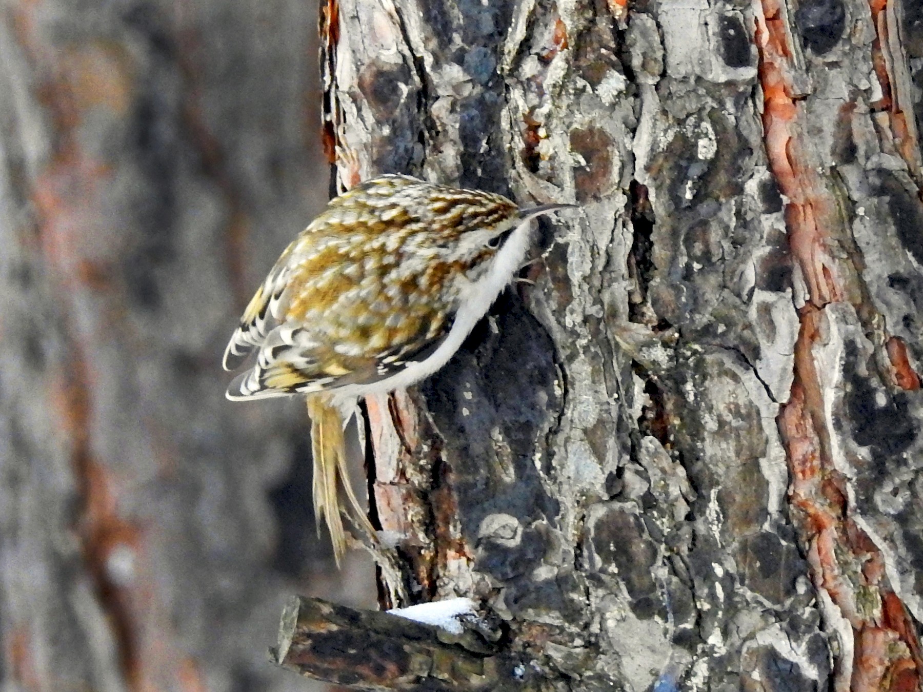 Eurasian Treecreeper - eBird