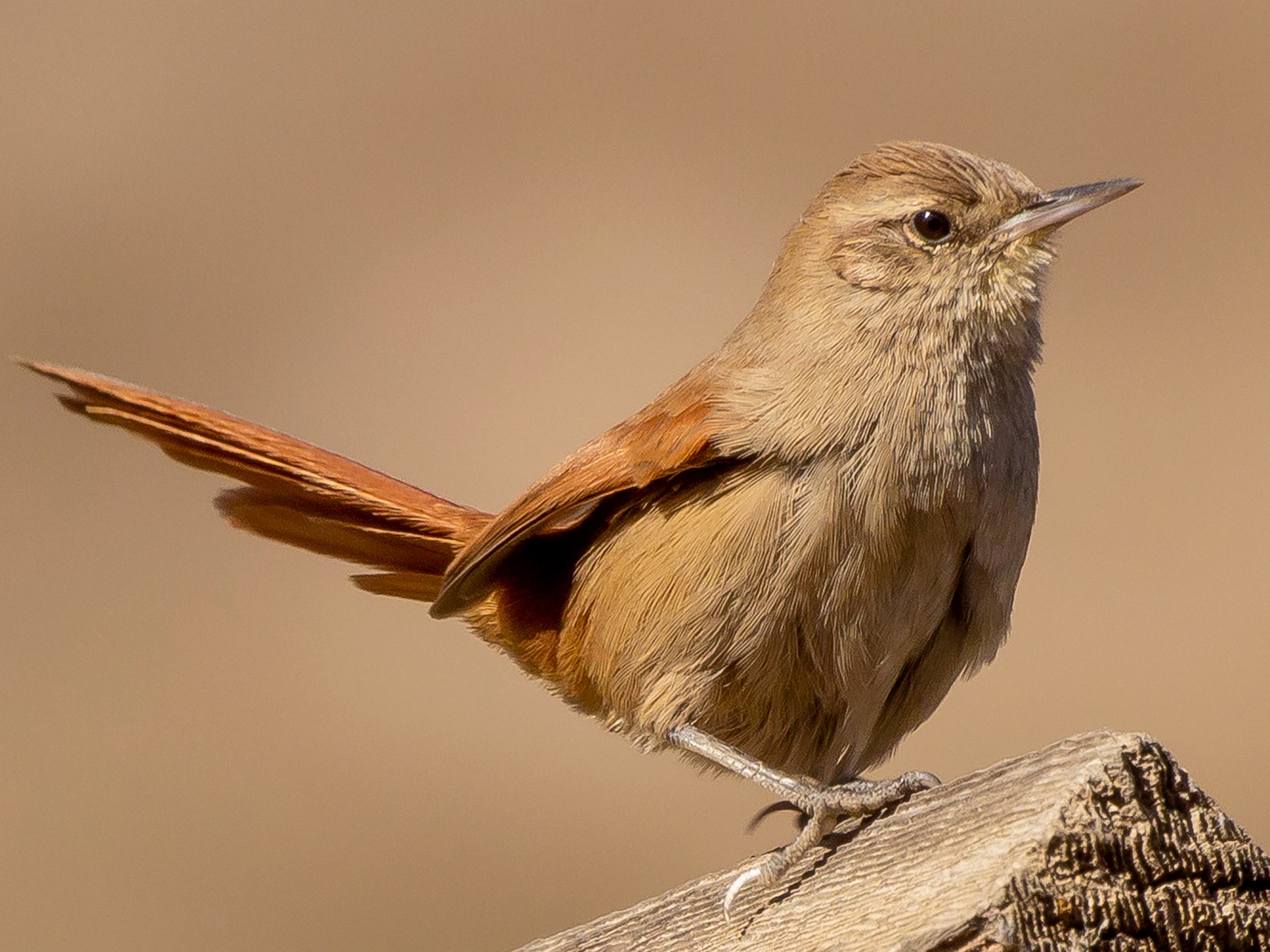 Canastero de las quebradas - eBird