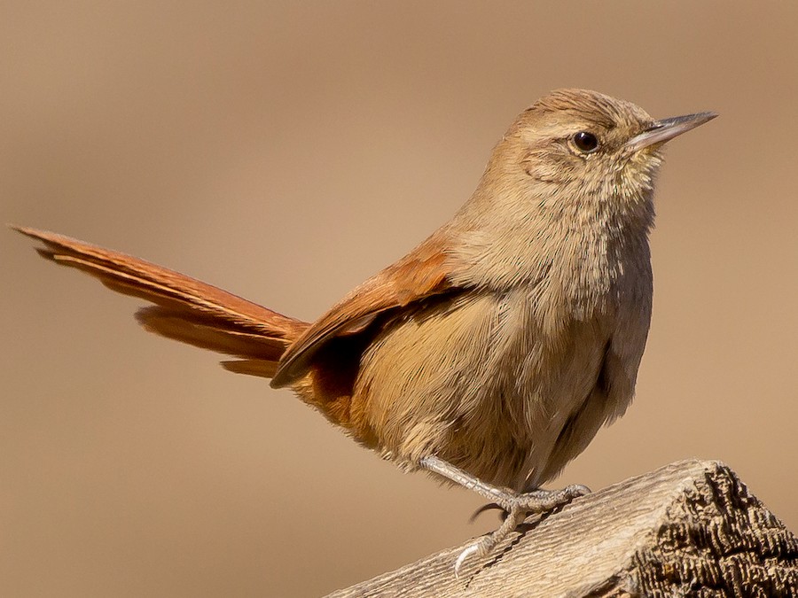 Canyon Canastero - eBird
