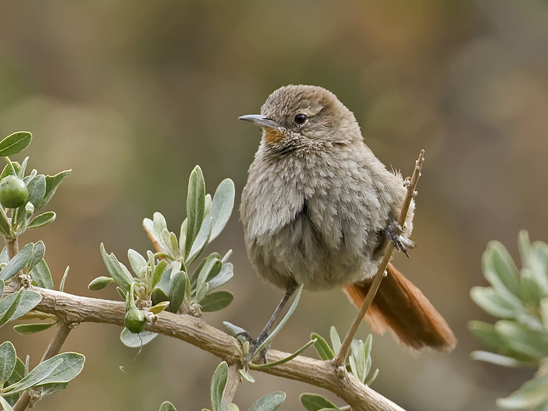 Canyon Canastero - eBird