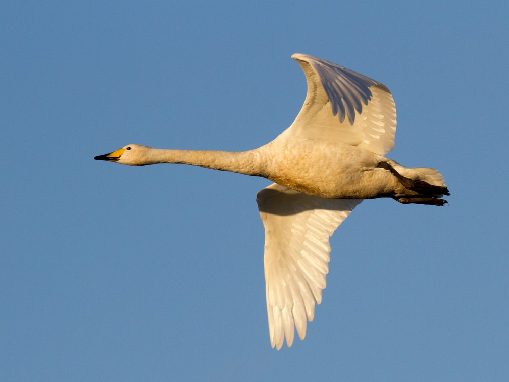 Whooper Swan - eBird