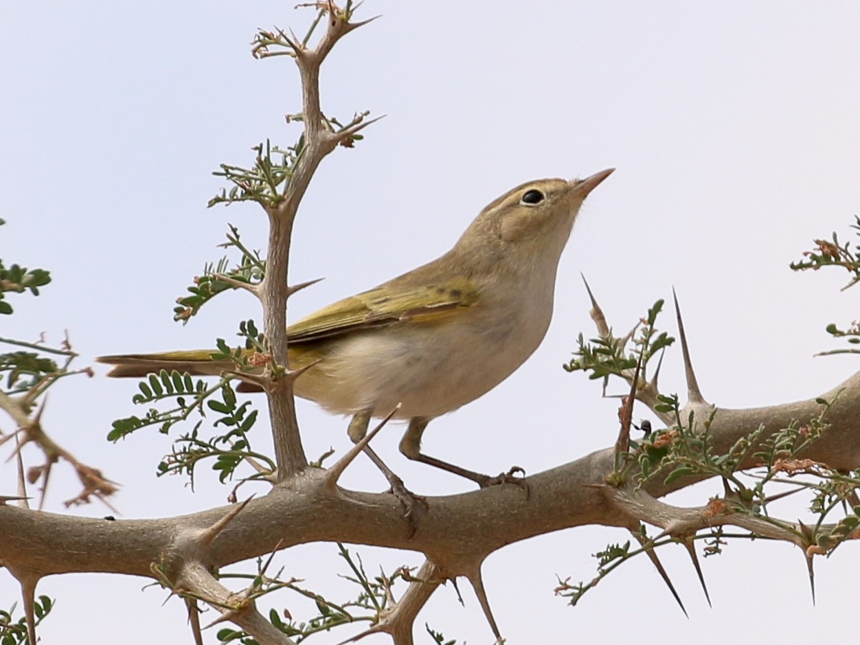 Western Bonelli's Warbler - eBird