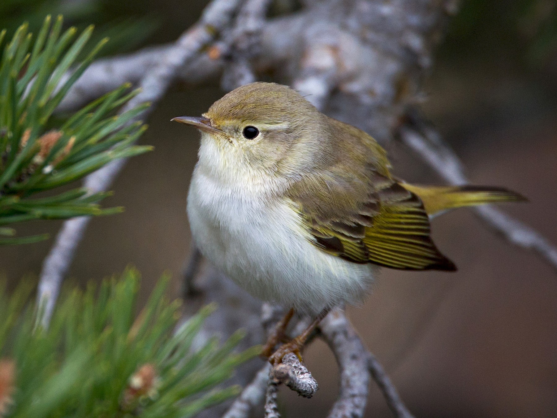 Western Bonelli's Warbler - eBird