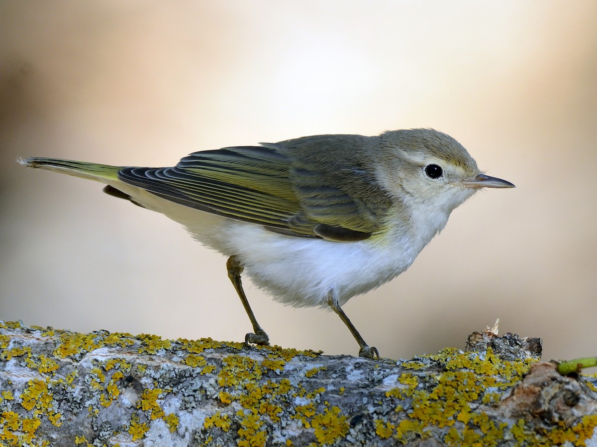 Western Bonelli's Warbler - Phylloscopus bonelli - Birds of the World