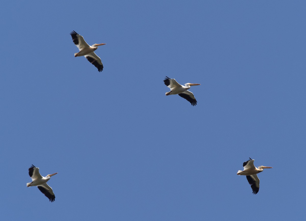 eBird Checklist - 7 Jun 2022 - Tilden Regional Park--Lake Anza - 30 species