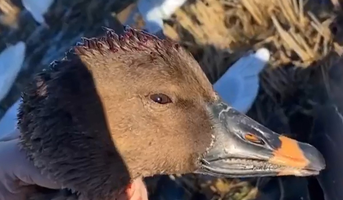 eBird Checklist - 27 Dec 2021 - Sutter County near Meridian - 1 species