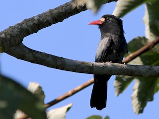 White-fronted Nunbird - eBird