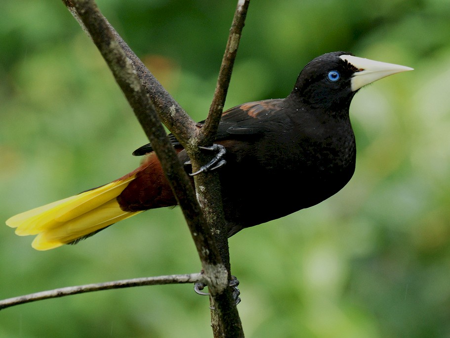 Crested Oropendola - eBird