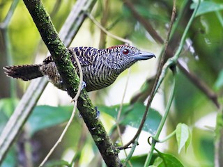 Papa-formiga-barrado - eBird