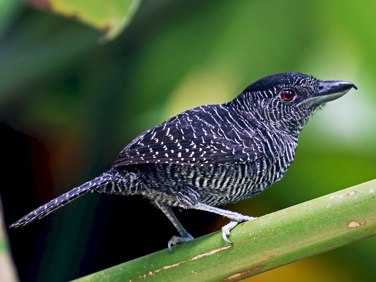 Fasciated Antshrike - Cymbilaimus lineatus - Birds of the World
