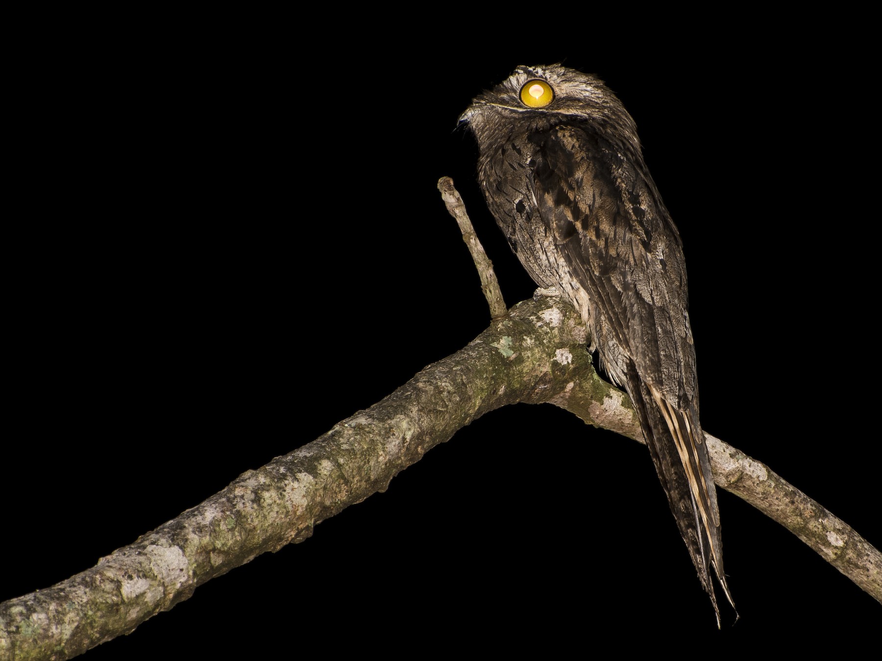 Common Potoo - eBird