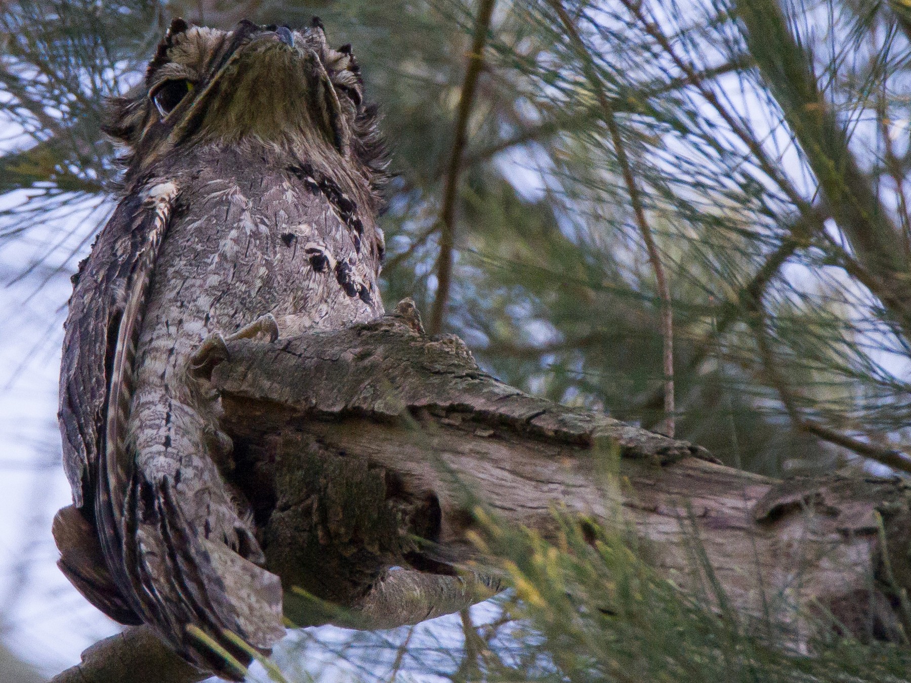 Common Potoo - eBird