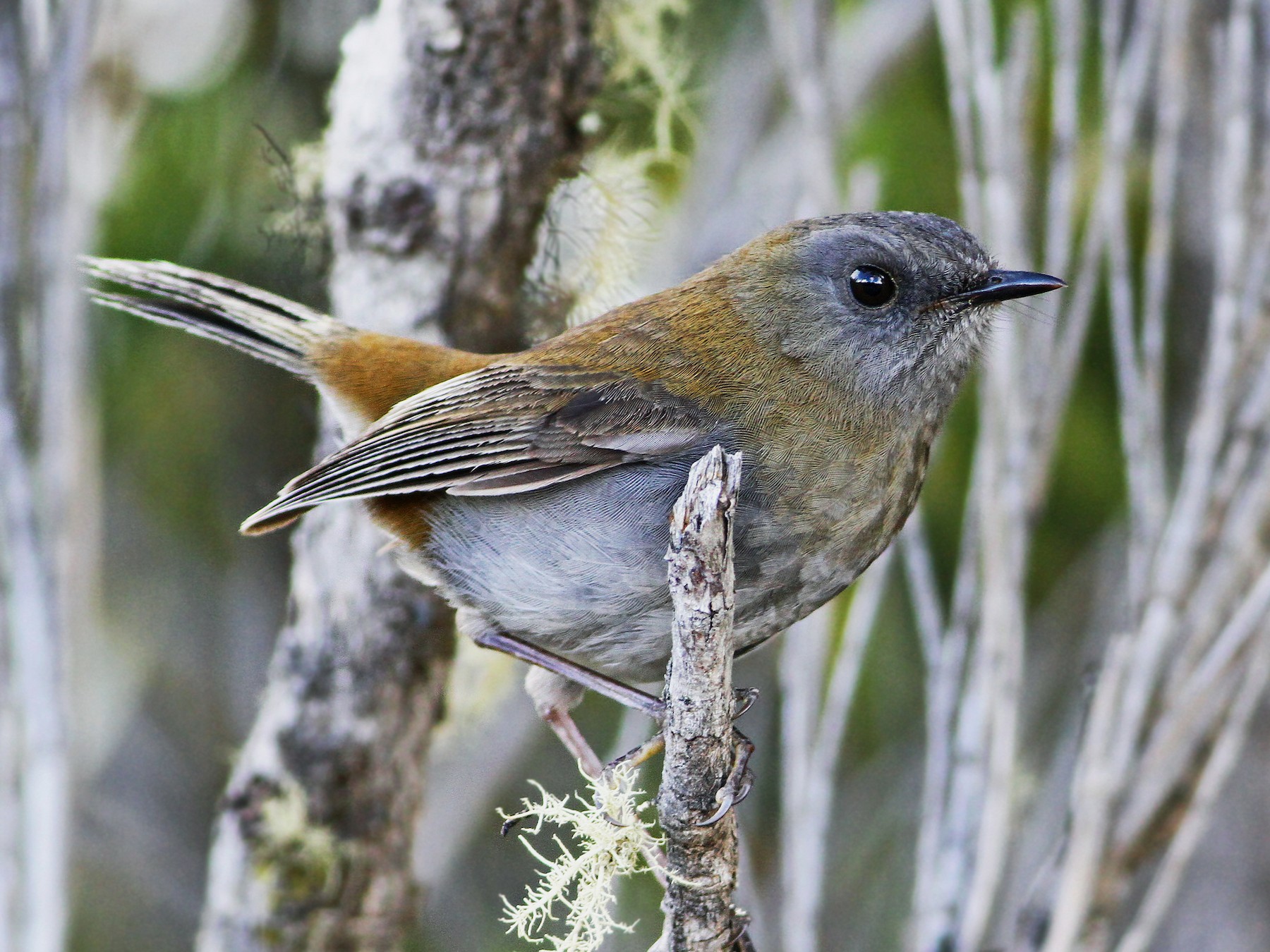 Black-billed Nightingale-Thrush - eBird