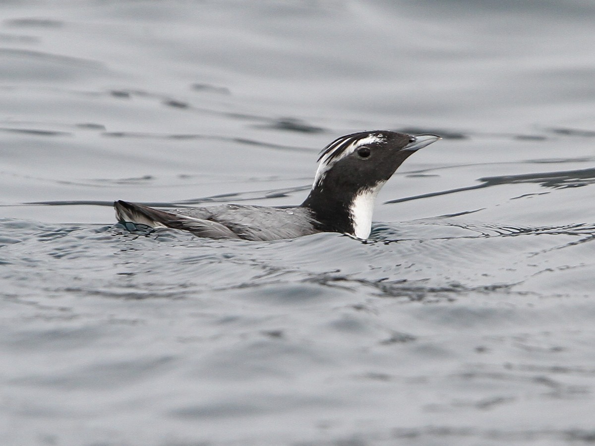 Japanese Murrelet - Synthliboramphus wumizusume - Birds of the World