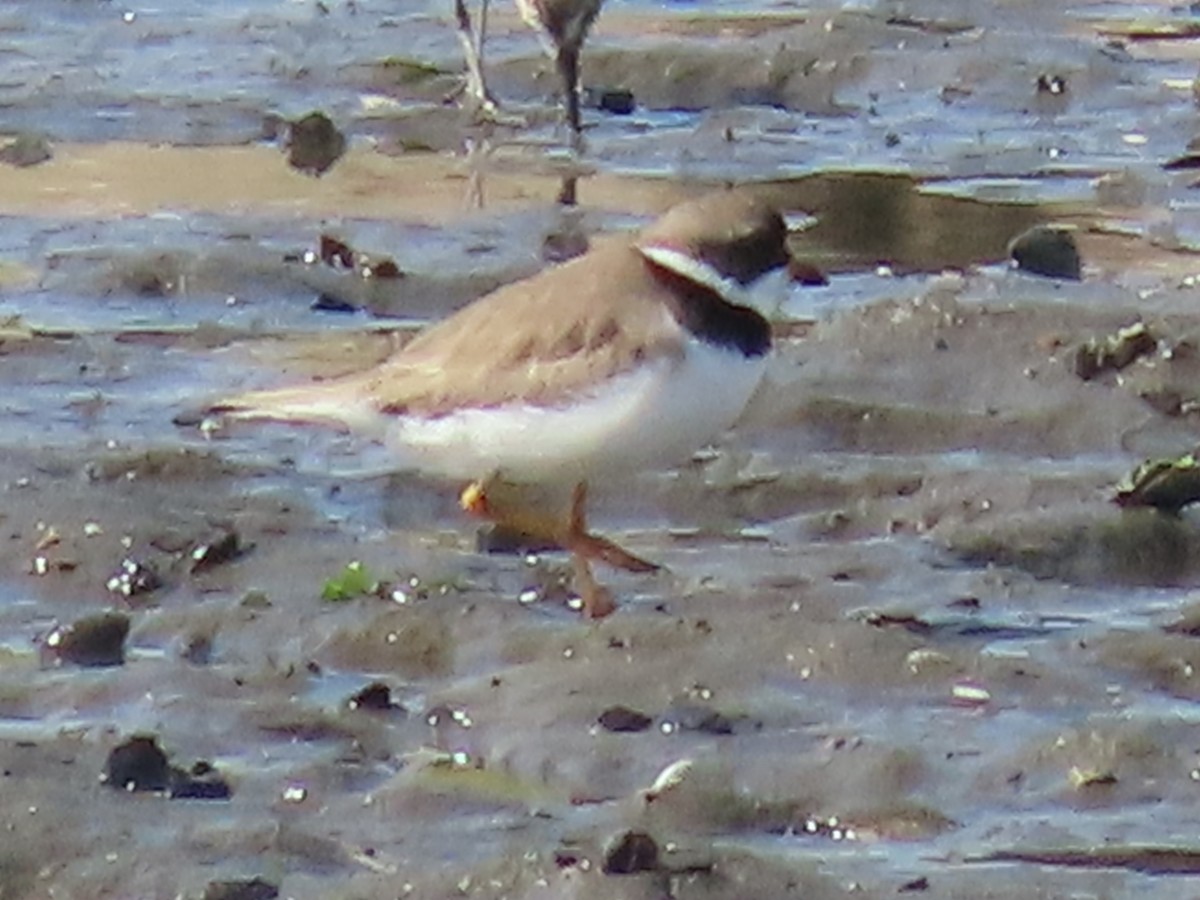 eBird Checklist - 8 Jun 2022 - Liberty SP--Tidal Bay - 18 species