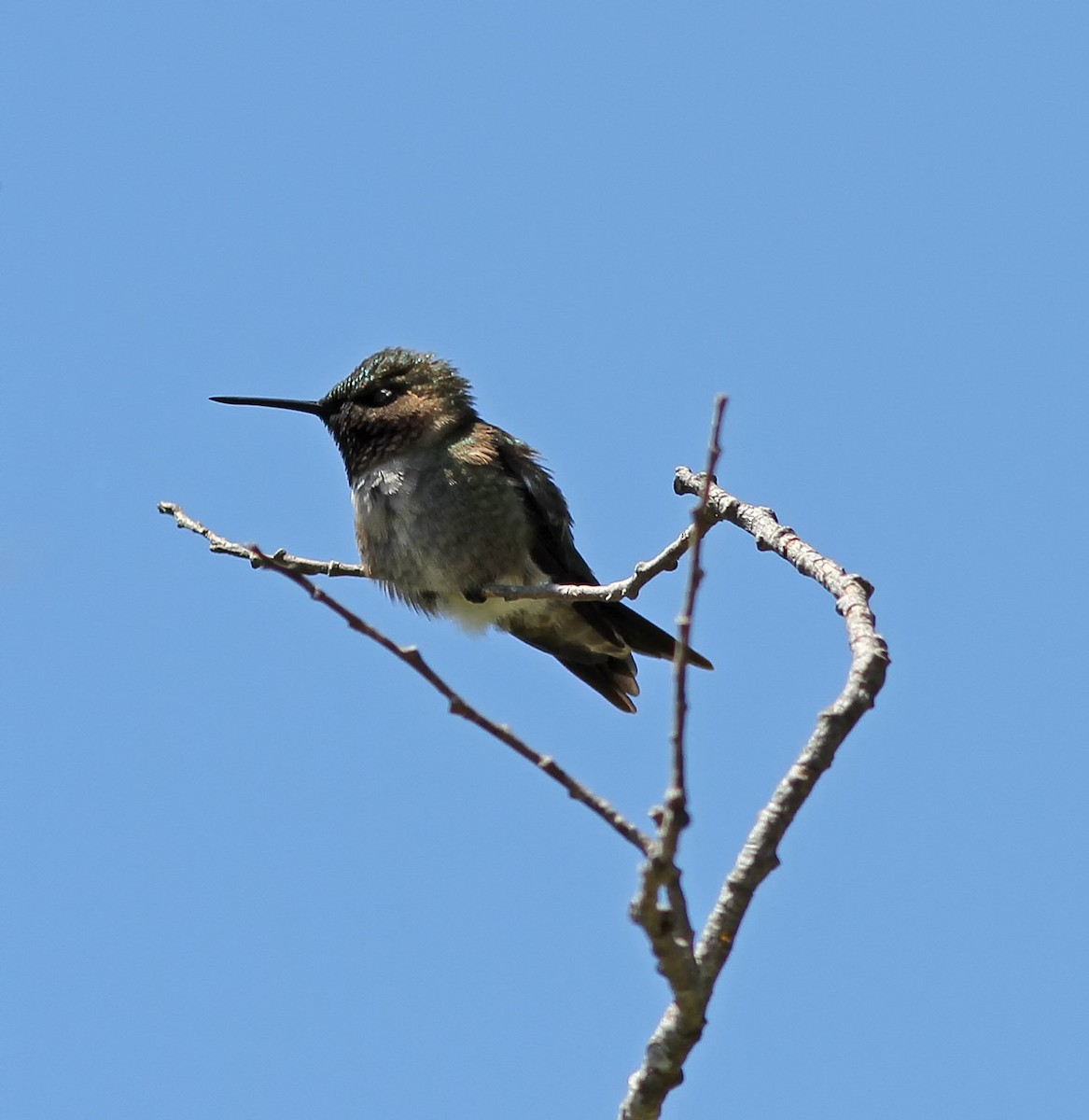 eBird Checklist - 7 Jun 2022 - Lac Vachon - 44 species