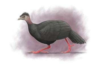 Red-legged Brushturkey - Talegalla jobiensis - Birds of the World