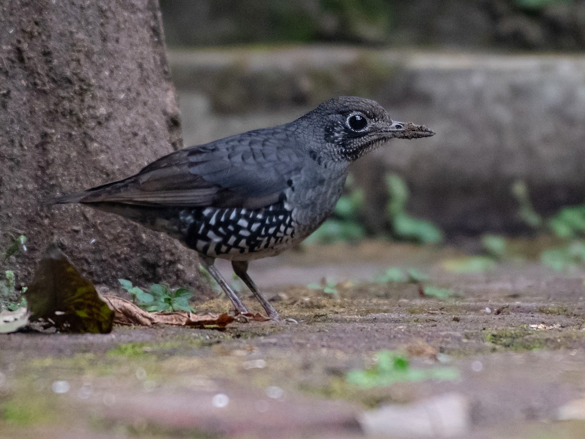 Sunda Thrush - Zoothera andromedae - Birds of the World