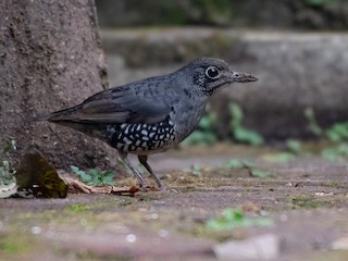 Sunda Thrush - Zoothera andromedae - Birds of the World