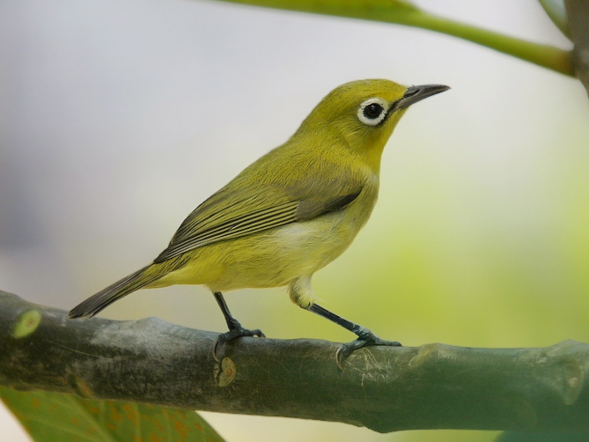 Lemon-bellied White-eye - Zosterops chloris - Birds of the World