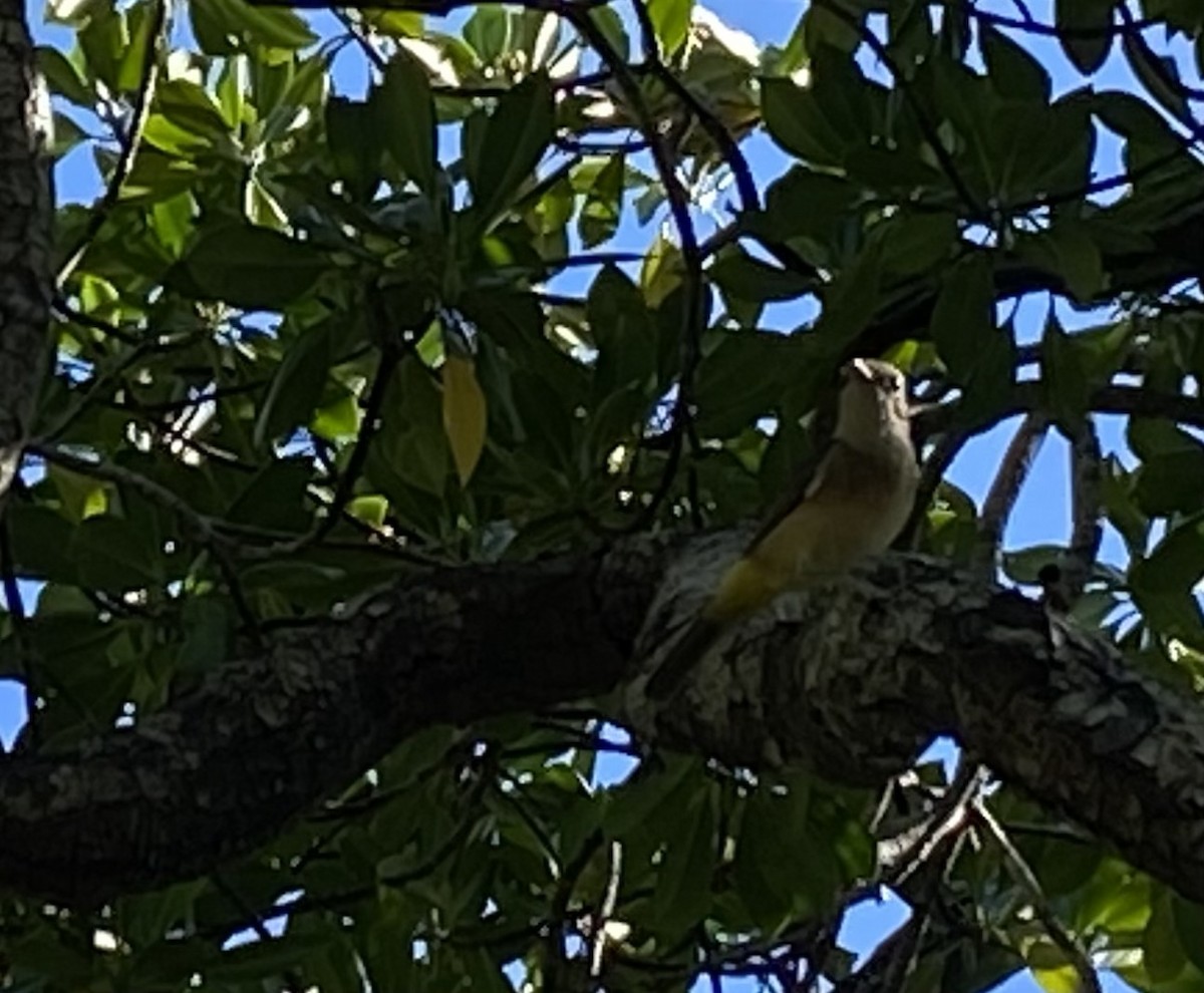 eBird Checklist - 29 May 2022 - Cape Hillsborough National Park--Diversity Boardwalk - 14 species
