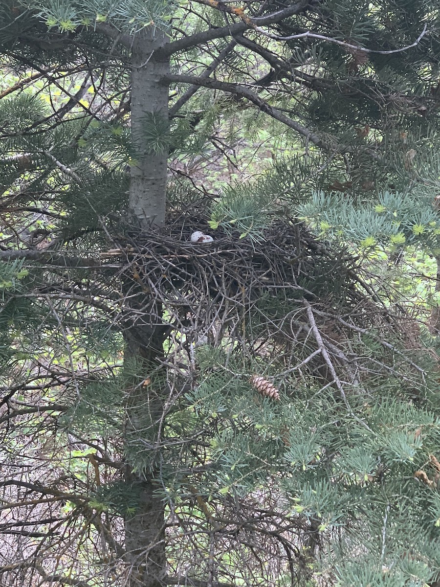 eBird Checklist - 6 Jun 2022 - Wasatch Mountain SP - 4 species