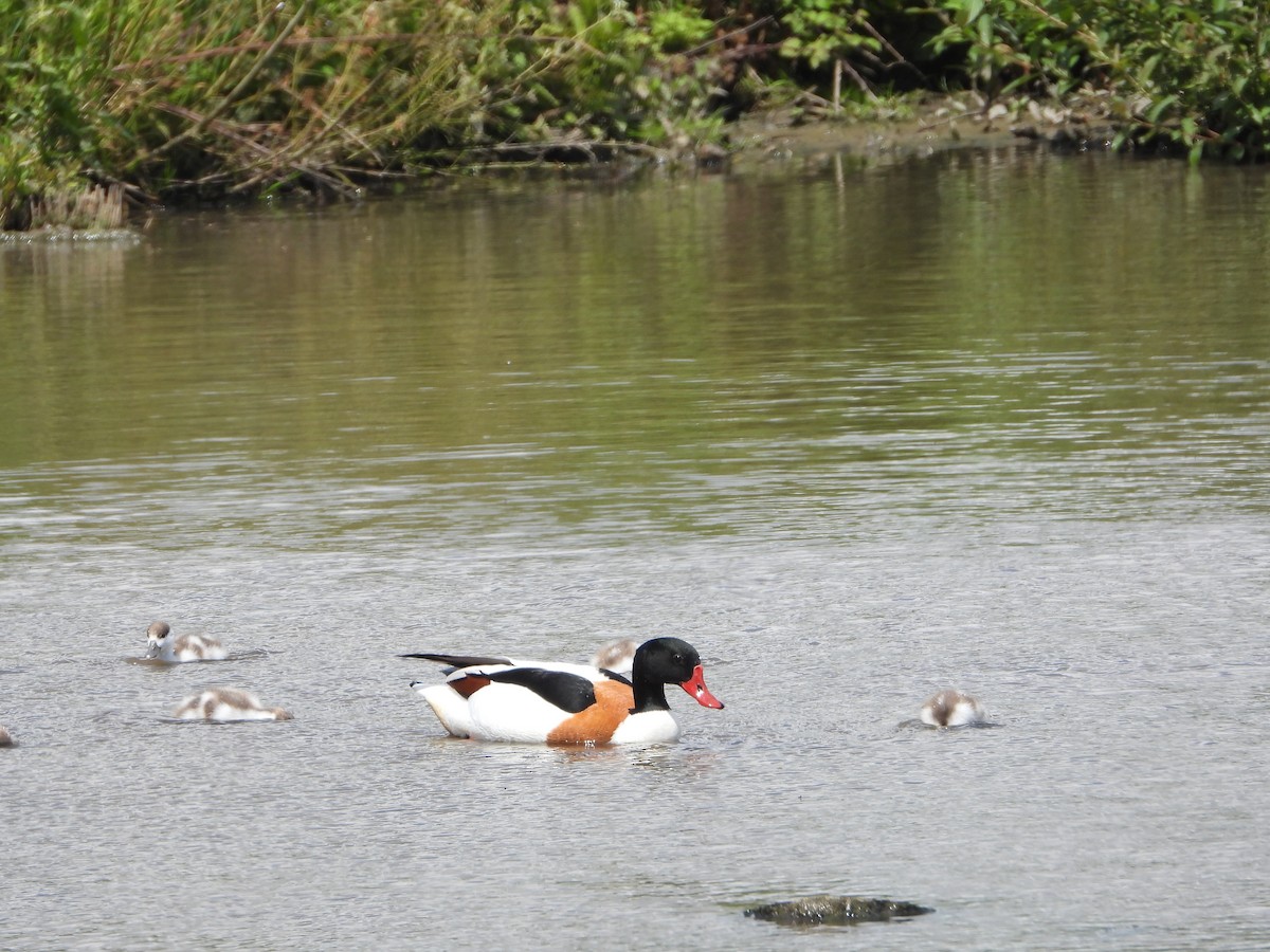 ML457884951 - Common Shelduck - Macaulay Library