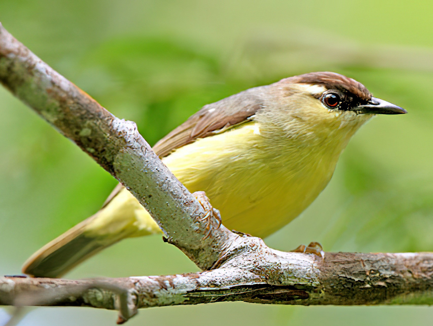 Zostérops de Doherty - eBird