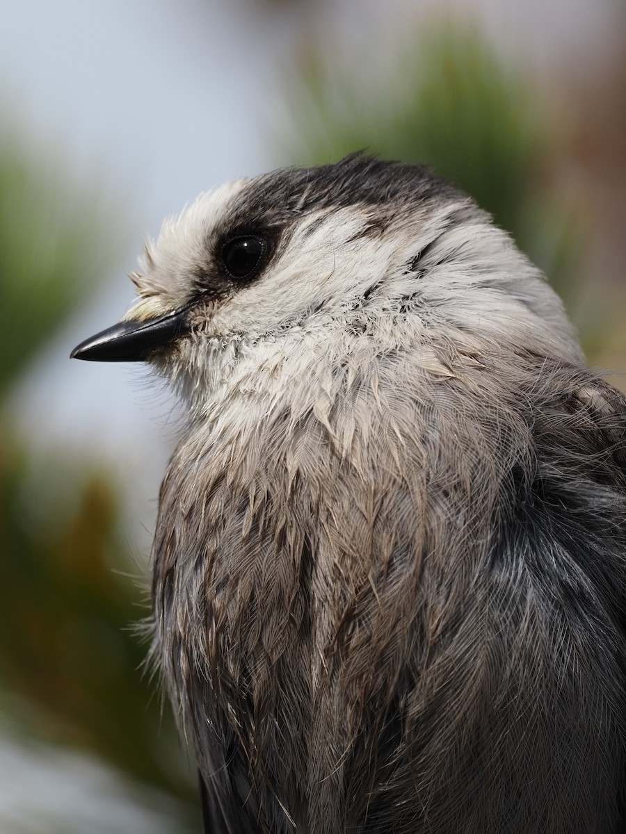 eBird Canada Checklist - 3 Jun 2022 - Banff National Park--Sulphur ...