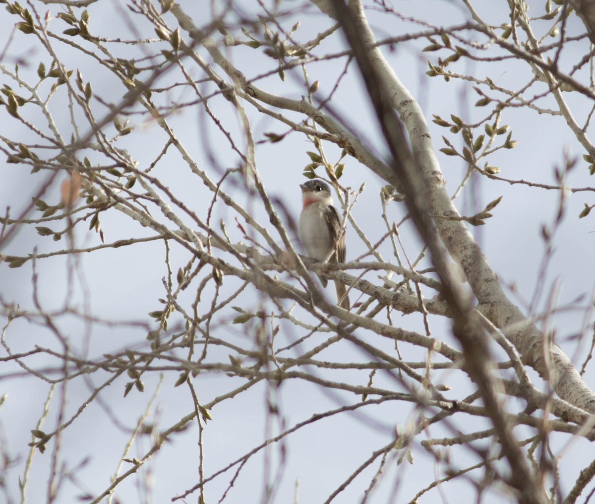 eBird Checklist - 16 Jan 2017 - De Anza Trail--Tubac kiosk area - 36 ...