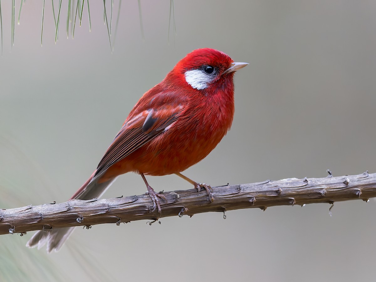 Red Warbler - Cardellina rubra - Birds of the World