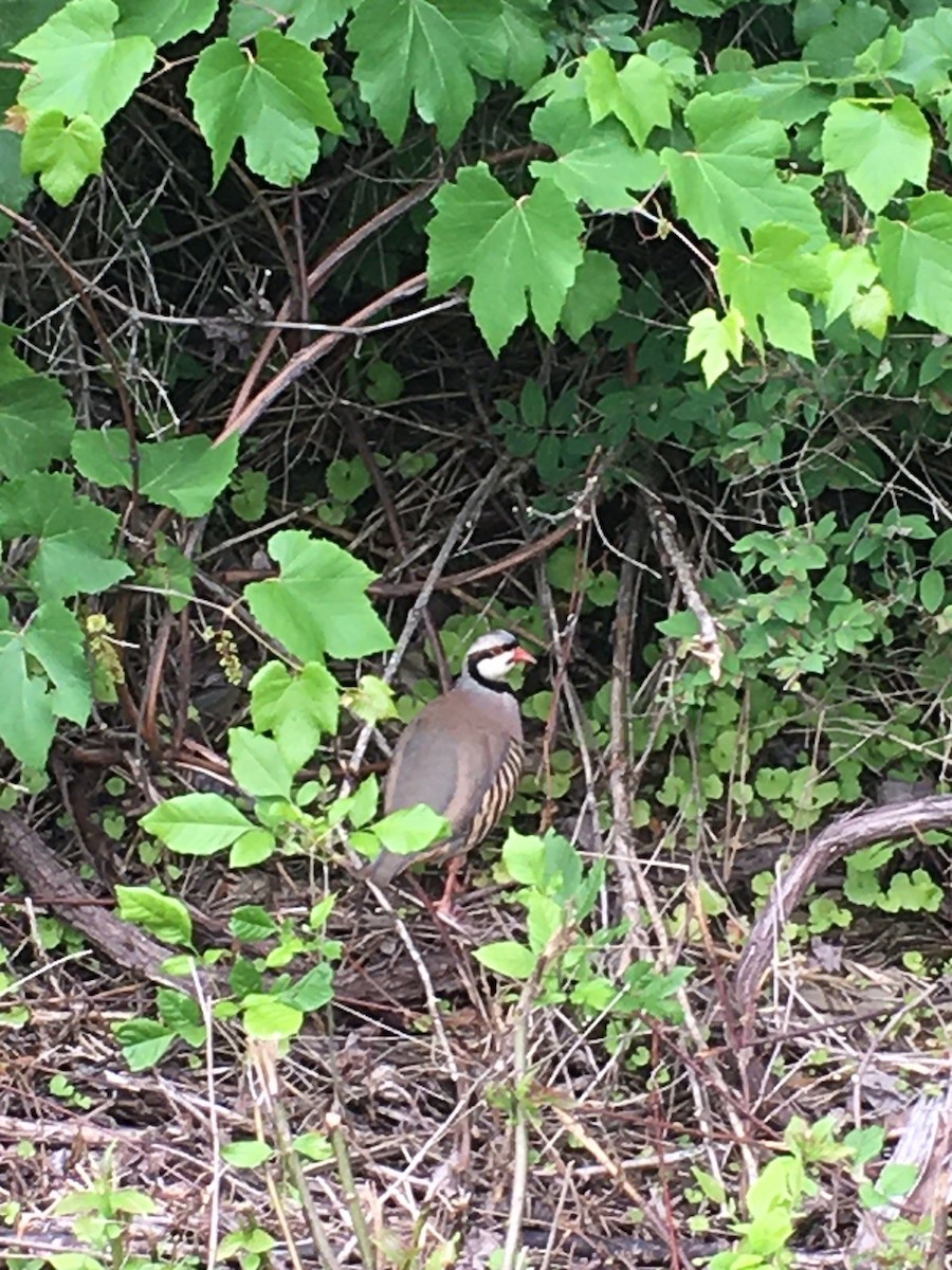 eBird Checklist - 10 Jun 2022 - Peters Rd - 1 species