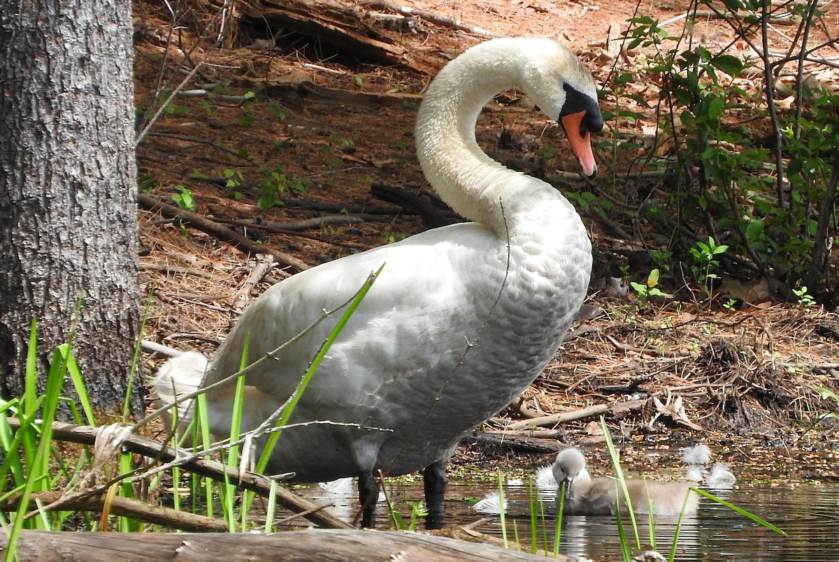 Mass Audubon eBird Checklist - 10 Jun 2022 - Assabet River NWR - 29 ...